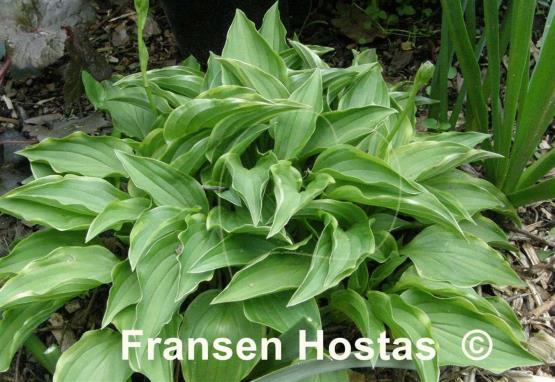 Hosta Lemon Delight - Fransen Hostas